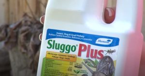 Sluggo Plus Official Website - Premium Slug Killer